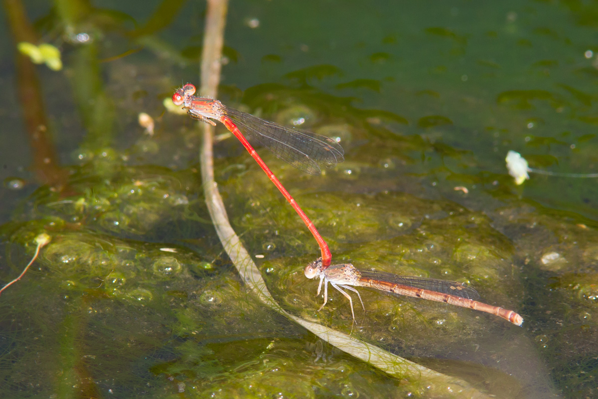 Desert Firetail (Telebasis salva)
