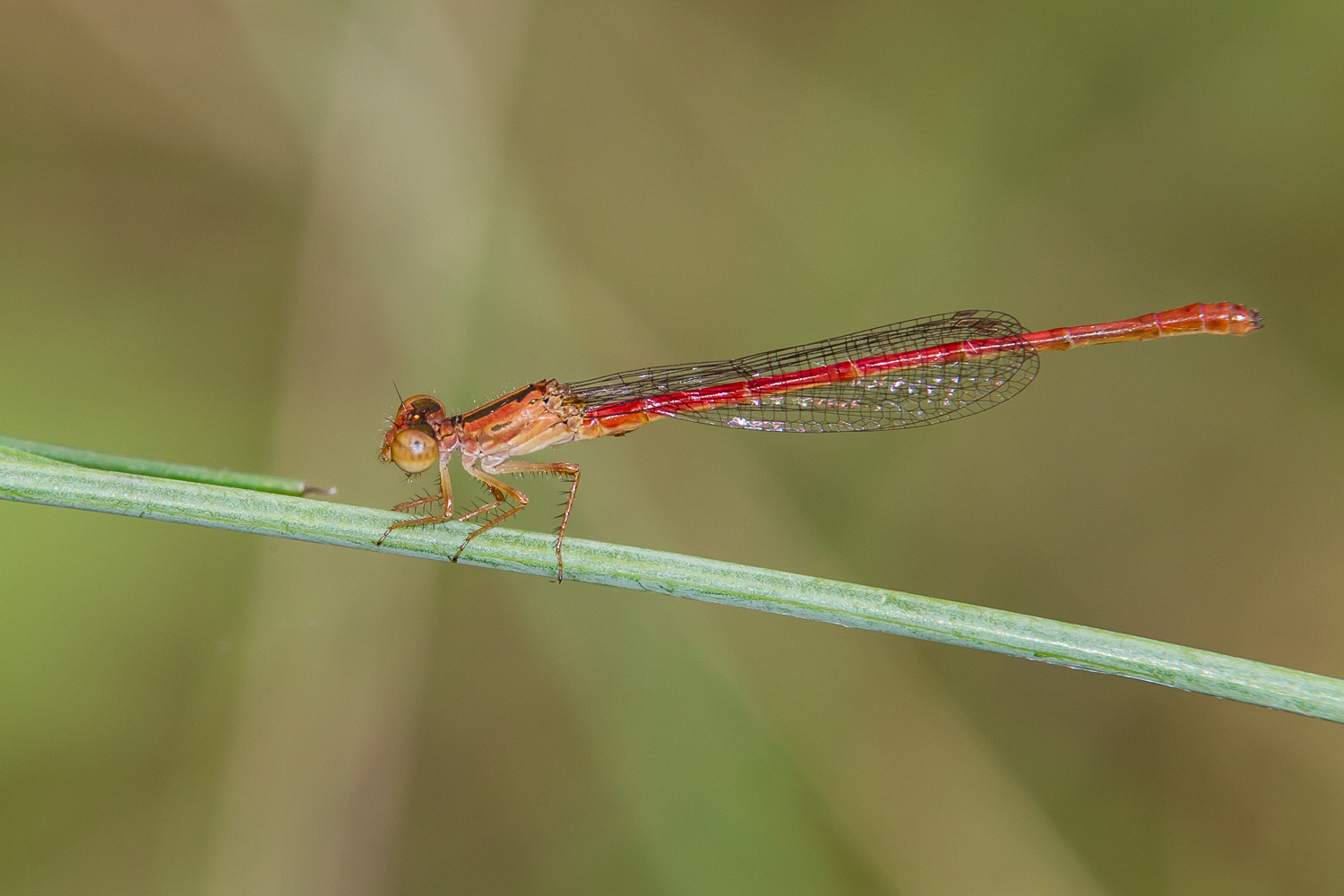 Desert Firetail (Telebasis salva)