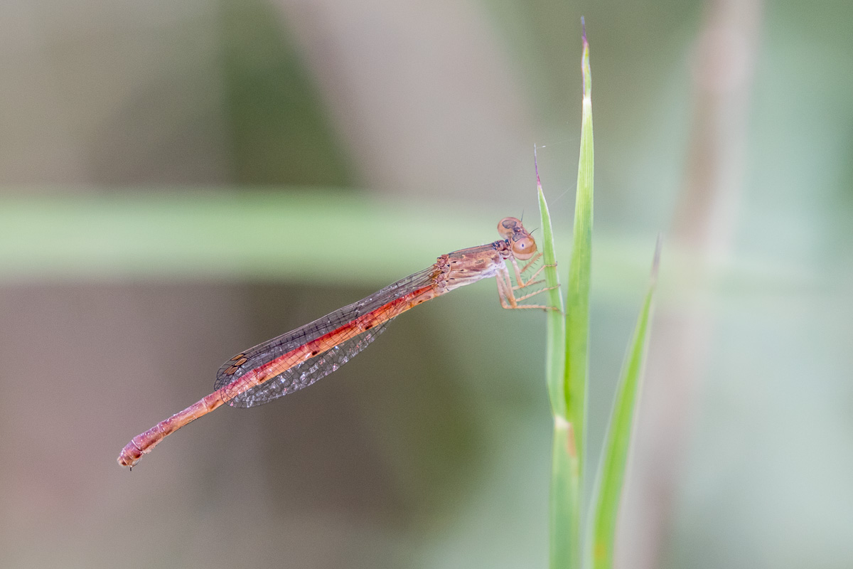 Desert Firetail (Telebasis salva)