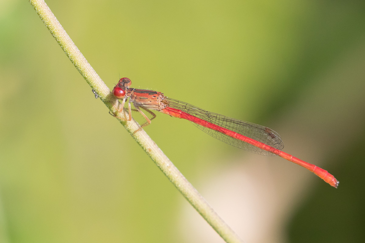 Desert Firetail (Telebasis salva)