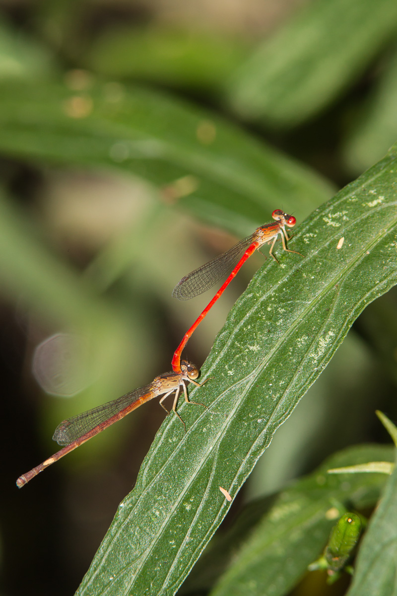 Desert Firetail (Telebasis salva)