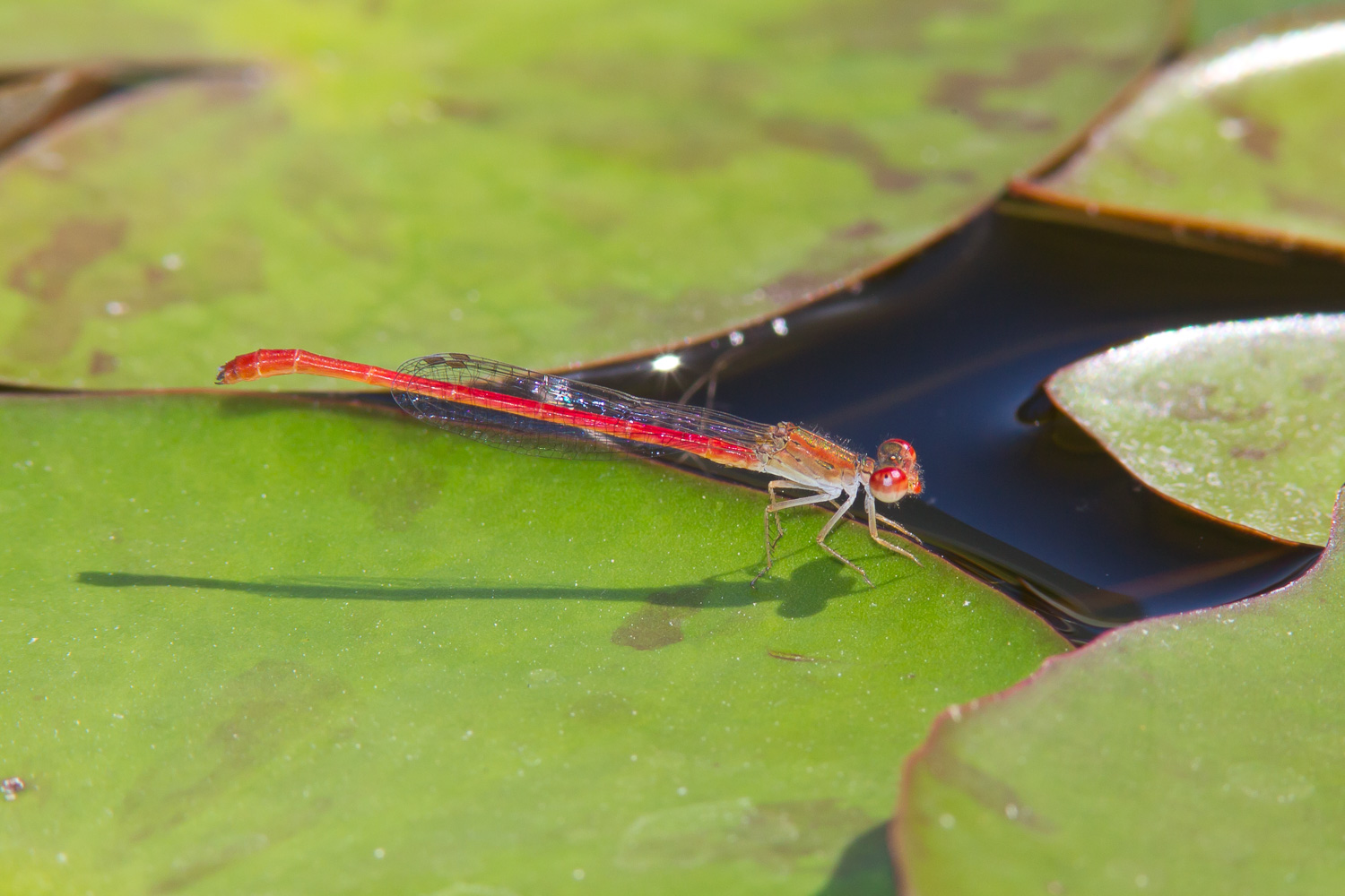 Desert Firetail (Telebasis salva)