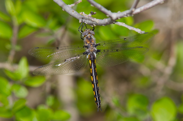 Dot-winged Baskettail (Epitheca [Tetragoneuria] petechialis)