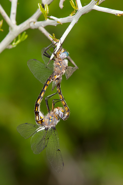 Dot-winged Baskettail (Epitheca [Tetragoneuria] petechialis)