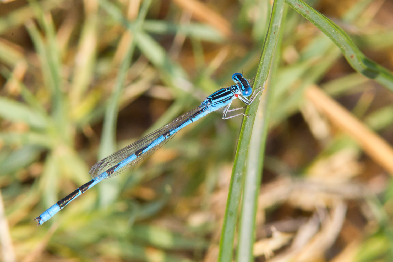 Double-striped Bluet (Enallagma basidens)