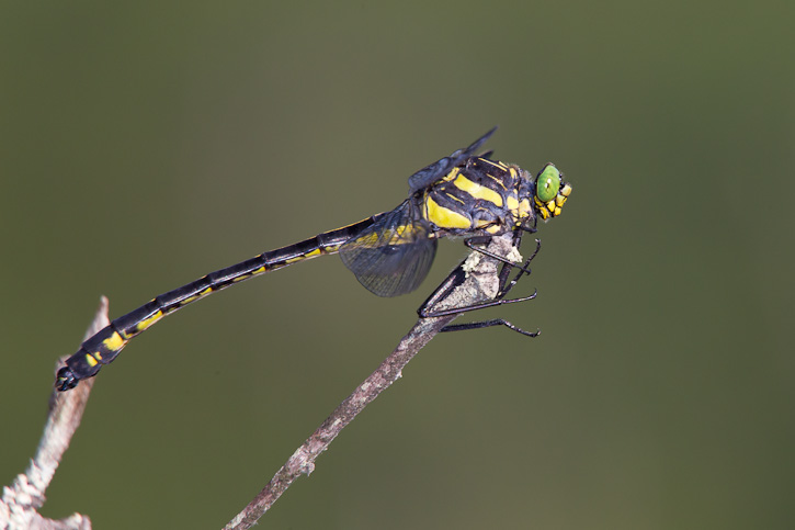 Dragonhunter (Hagenius brevistylus)