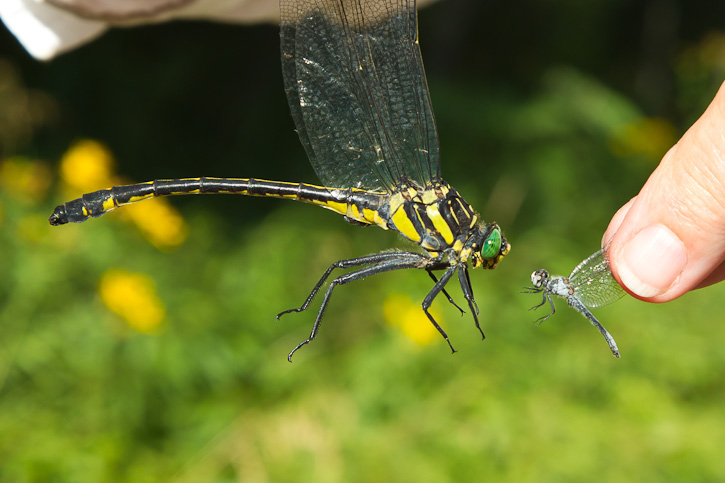 Dragonhunter (Hagenius brevistylus)
