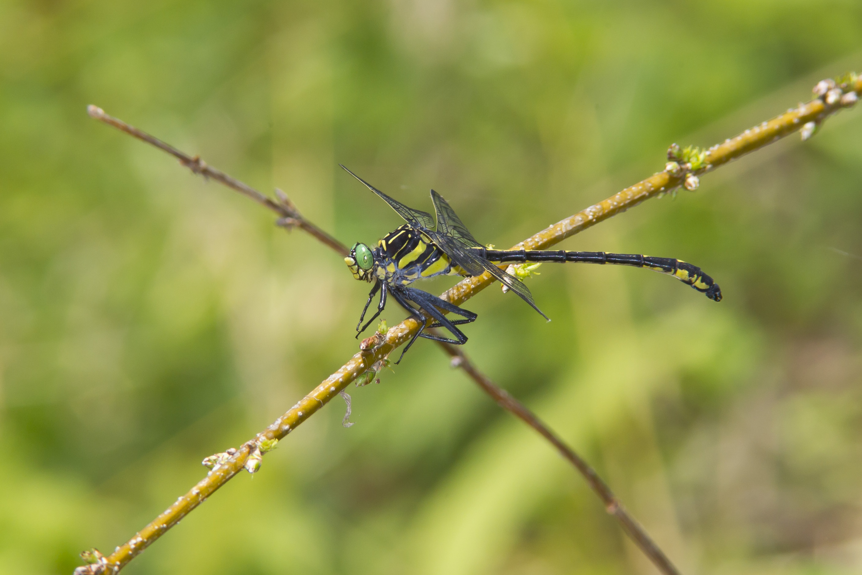 Dragonhunter (Hagenius brevistylus)