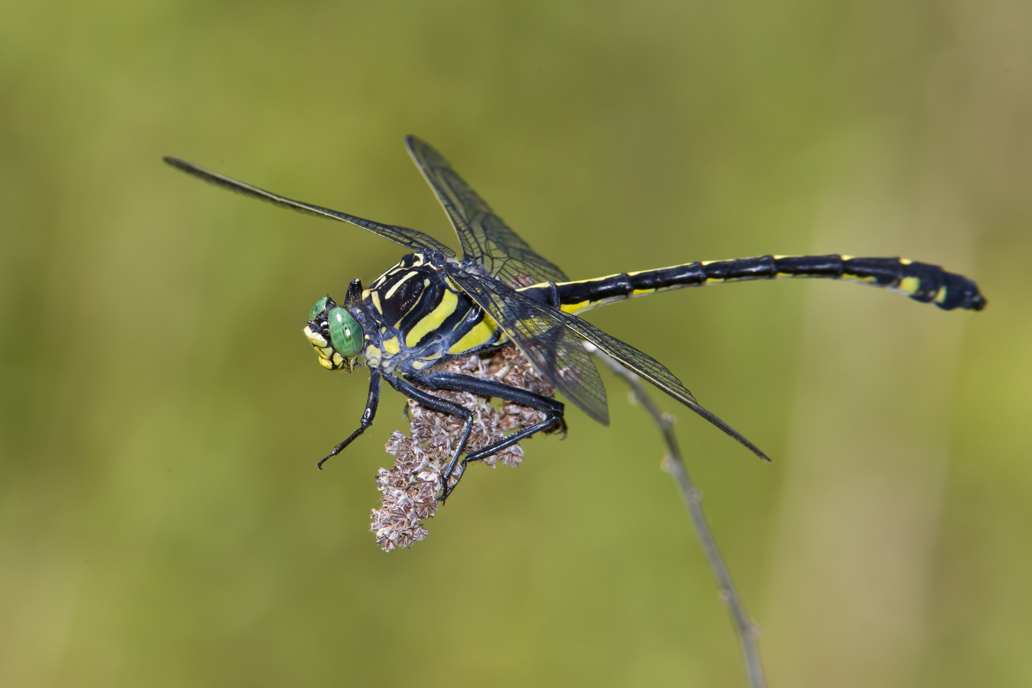 Dragonhunter (Hagenius brevistylus)