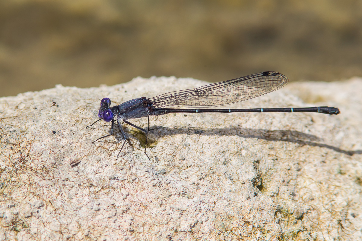 Dusky Dancer (Argia translata)