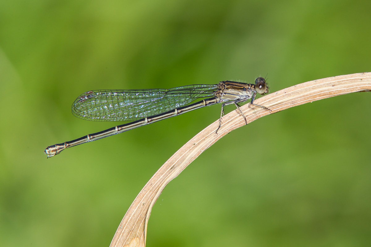 Dusky Dancer (Argia translata)