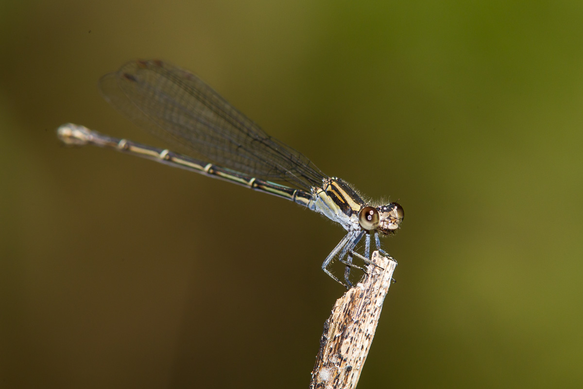 Dusky dancer - Alchetron, The Free Social Encyclopedia