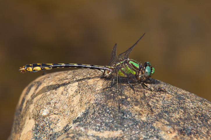 Edmund's Snaketail (Ophiogomphus edmundo)