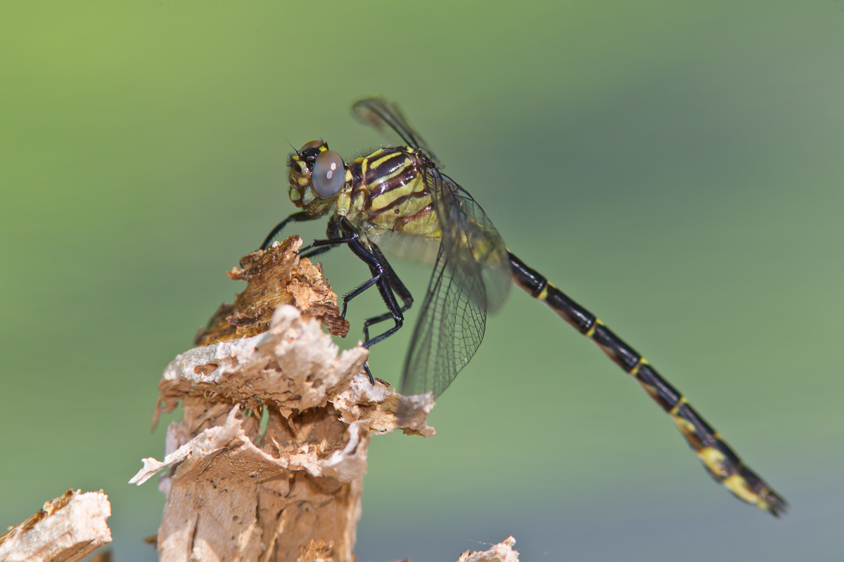 Elusive Clubtail (Stylurus notatus)