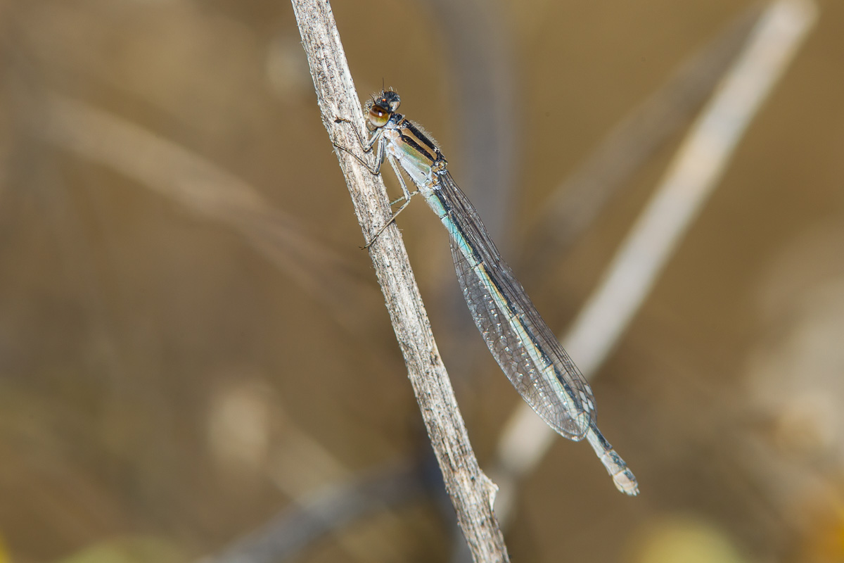 Familiar Bluet (Enallagma civile)