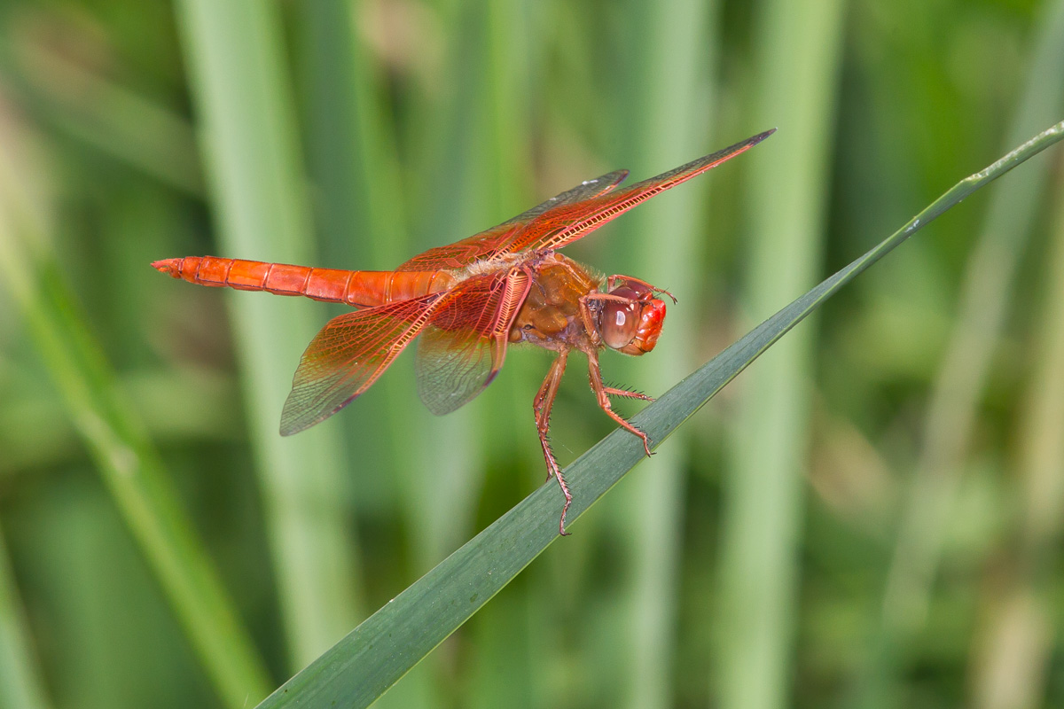 Flame Skimmer (Libellula saturata)