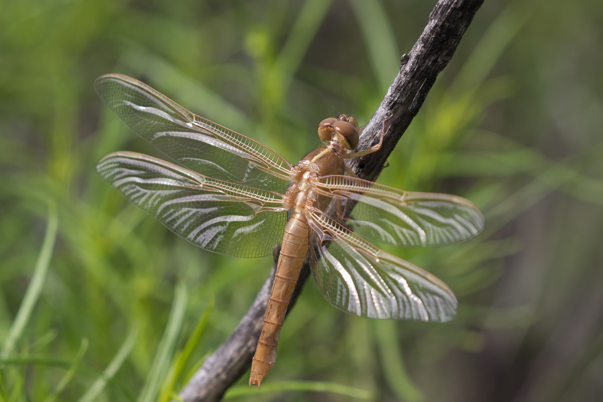 Flame Skimmer (Libellula saturata)
