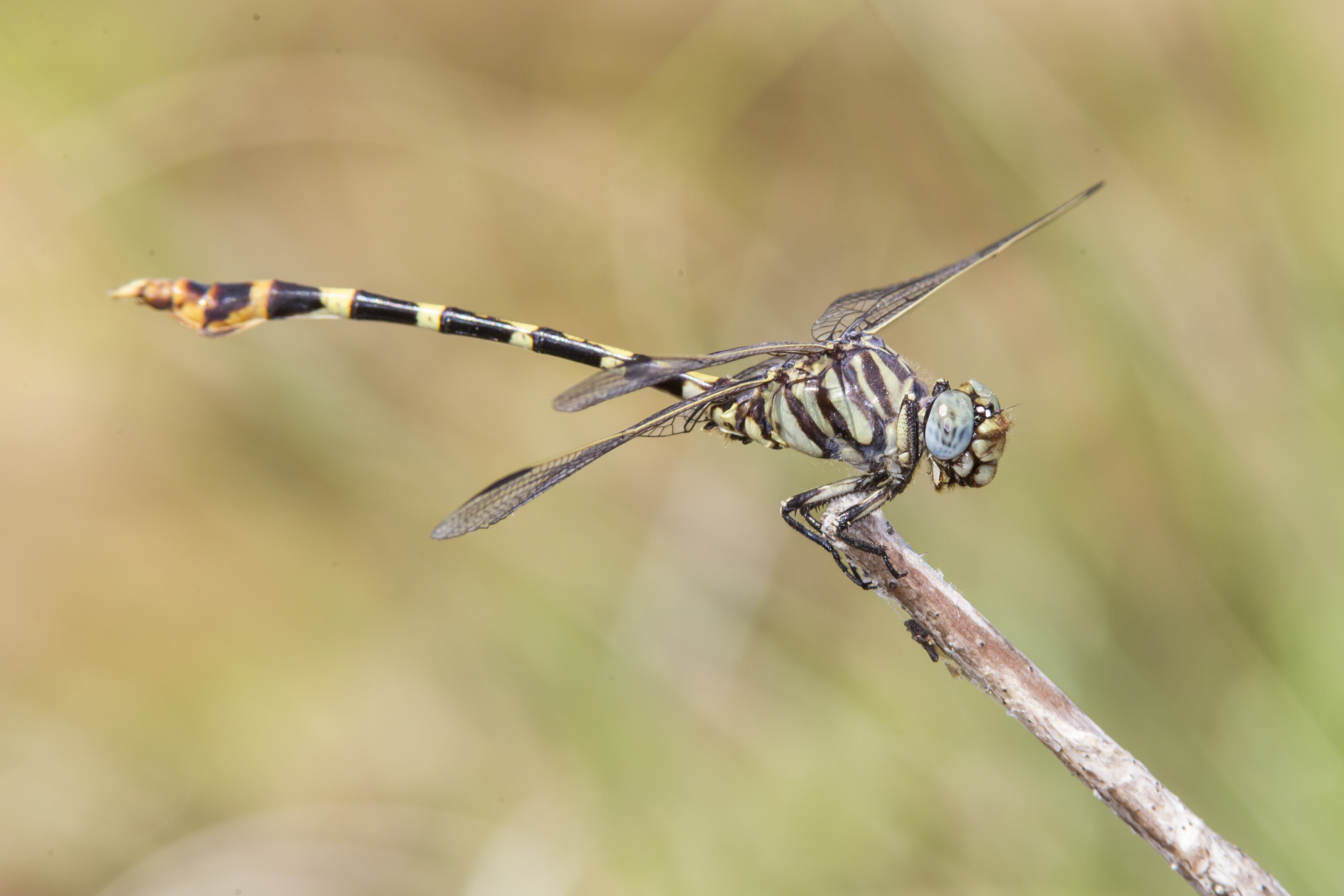 Four-striped Leaftail (Phyllogomphoides stigmatus)