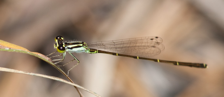 Fragile Forktail (Ischnura posita)