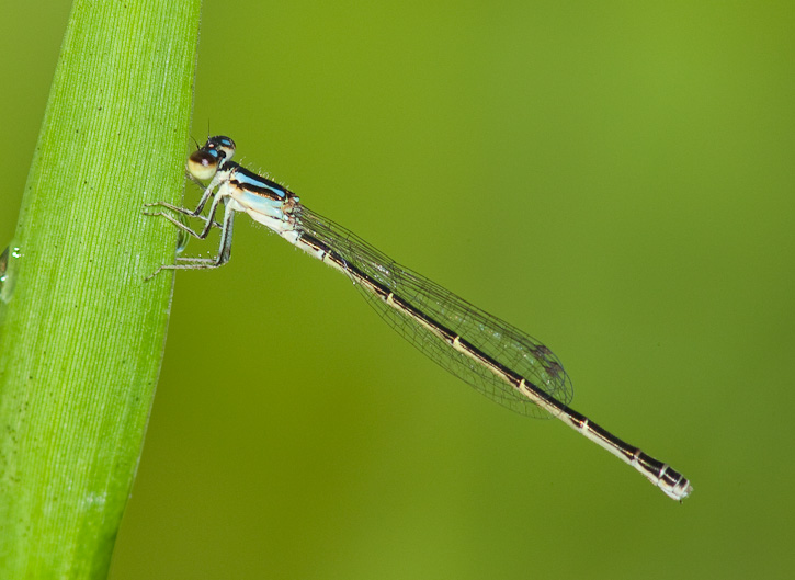 Fragile Forktail (Ischnura posita)