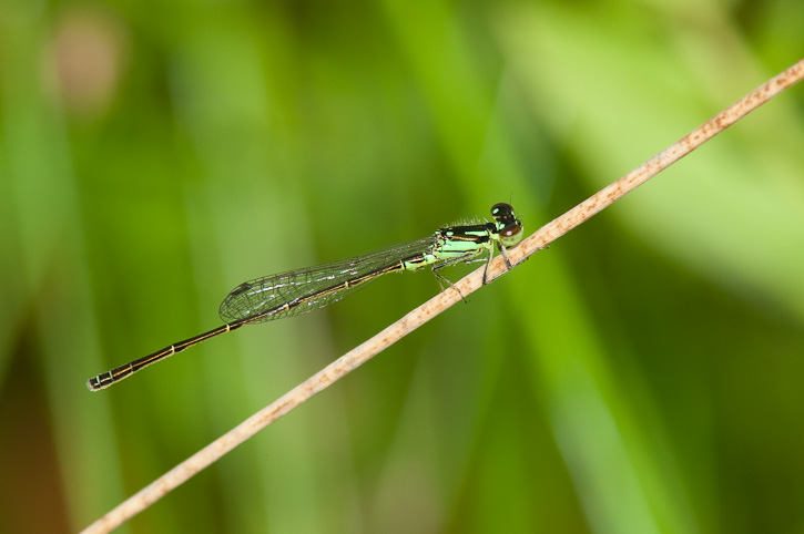 Fragile Forktail (Ischnura posita)