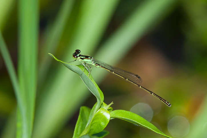Fragile Forktail (Ischnura posita)
