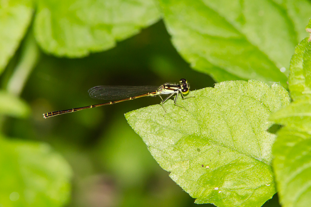 Fragile Forktail (Ischnura posita)