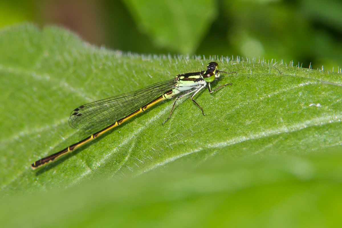 Fragile Forktail (Ischnura posita)