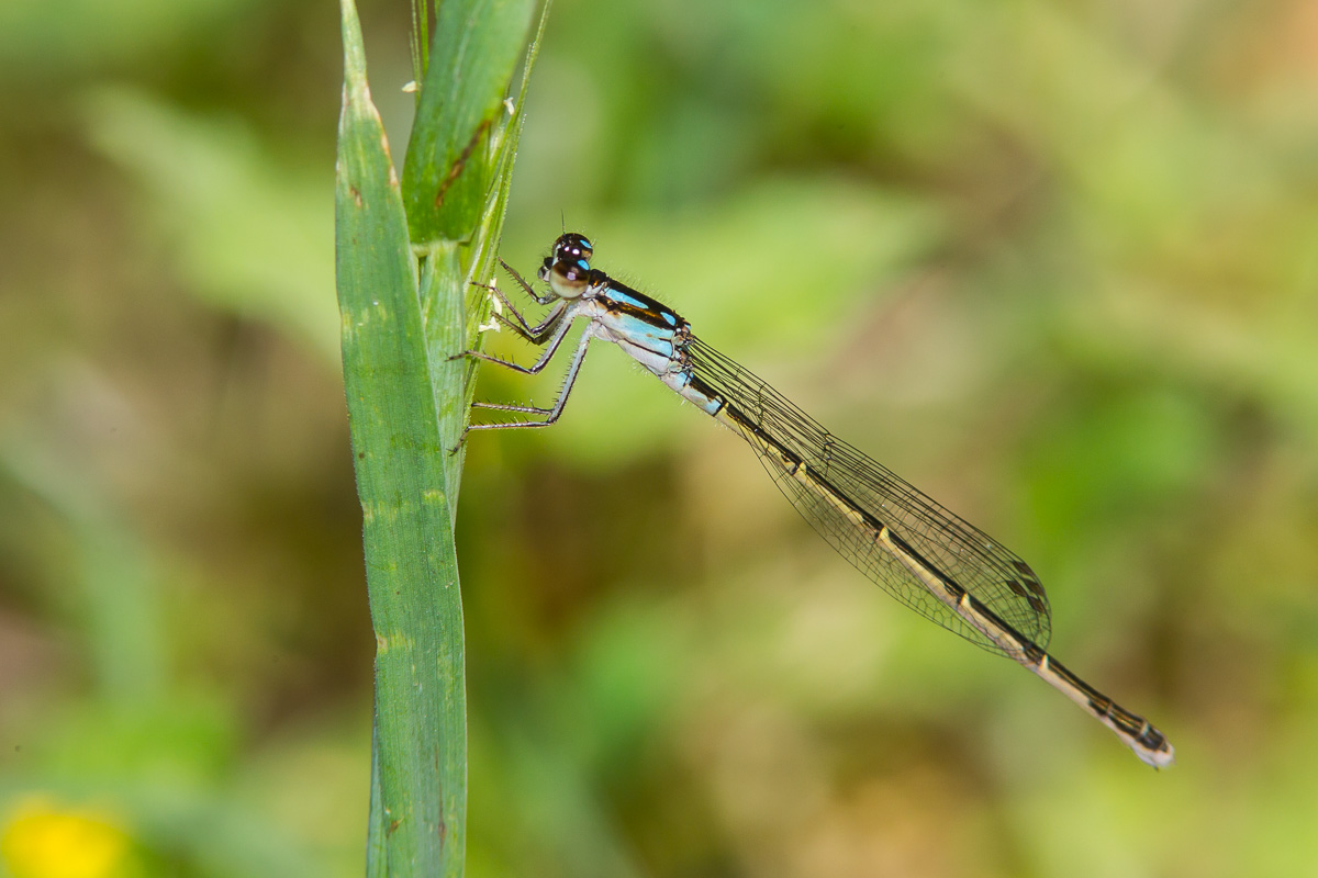 Fragile Forktail (Ischnura posita)