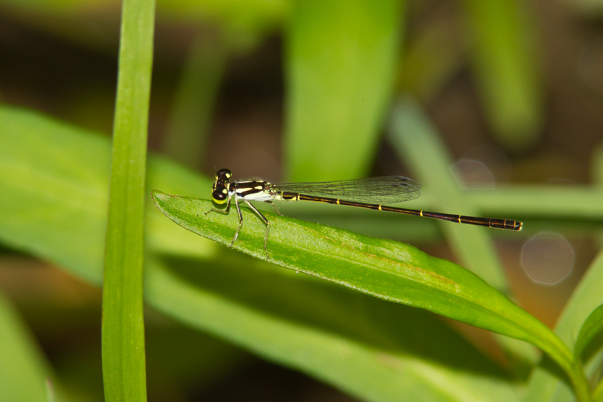 Fragile Forktail (Ischnura posita)