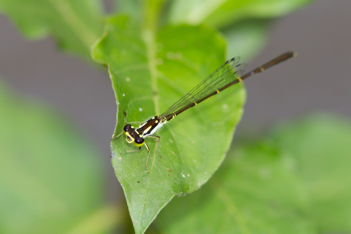 Fragile Forktail (Ischnura posita)