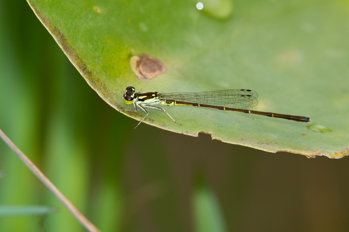 Fragile Forktail (Ischnura posita)