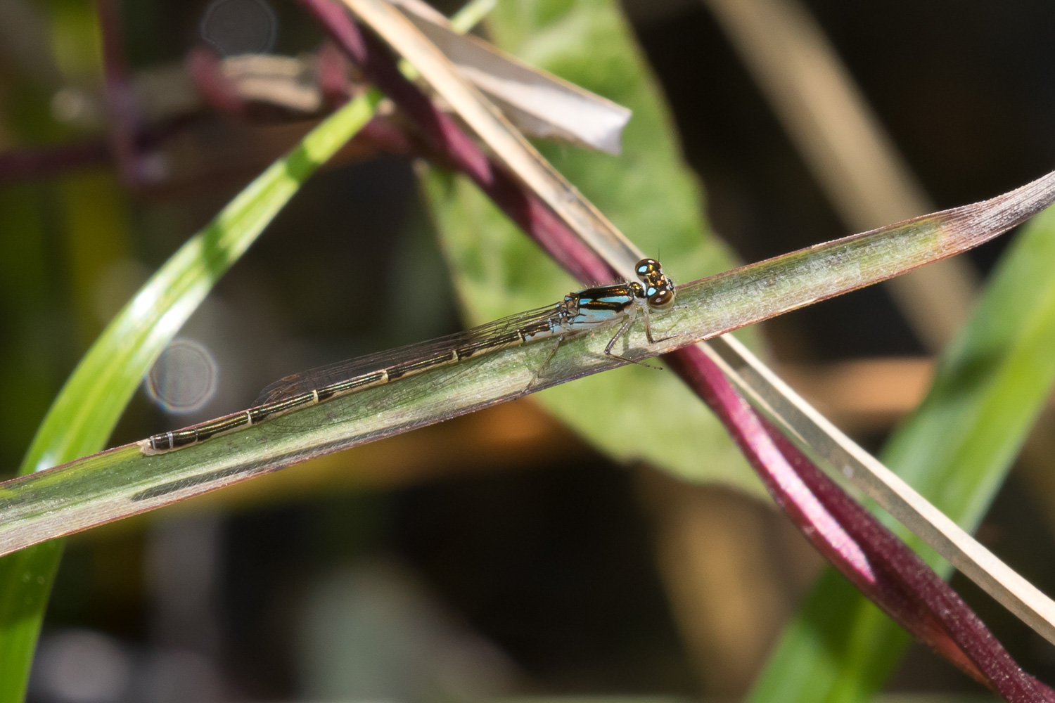 Fragile Forktail (Ischnura posita)