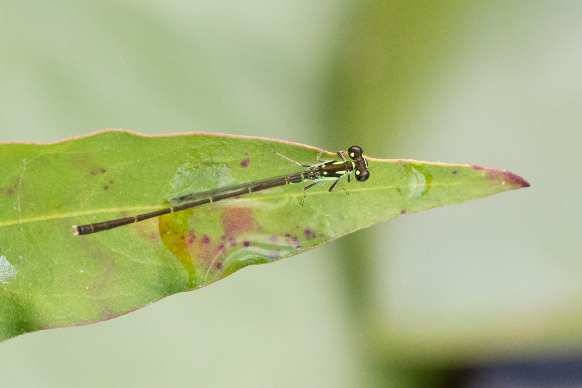 Fragile Forktail (Ischnura posita)