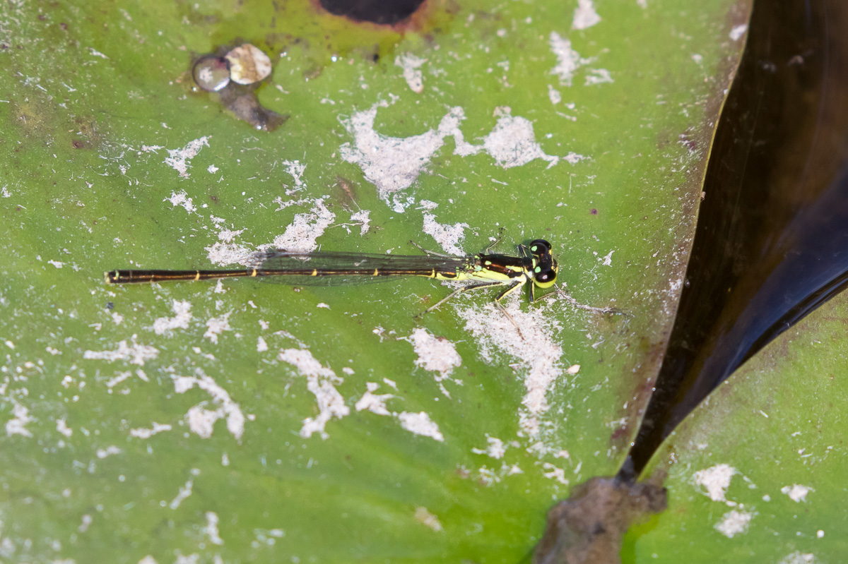 Fragile Forktail (Ischnura posita)