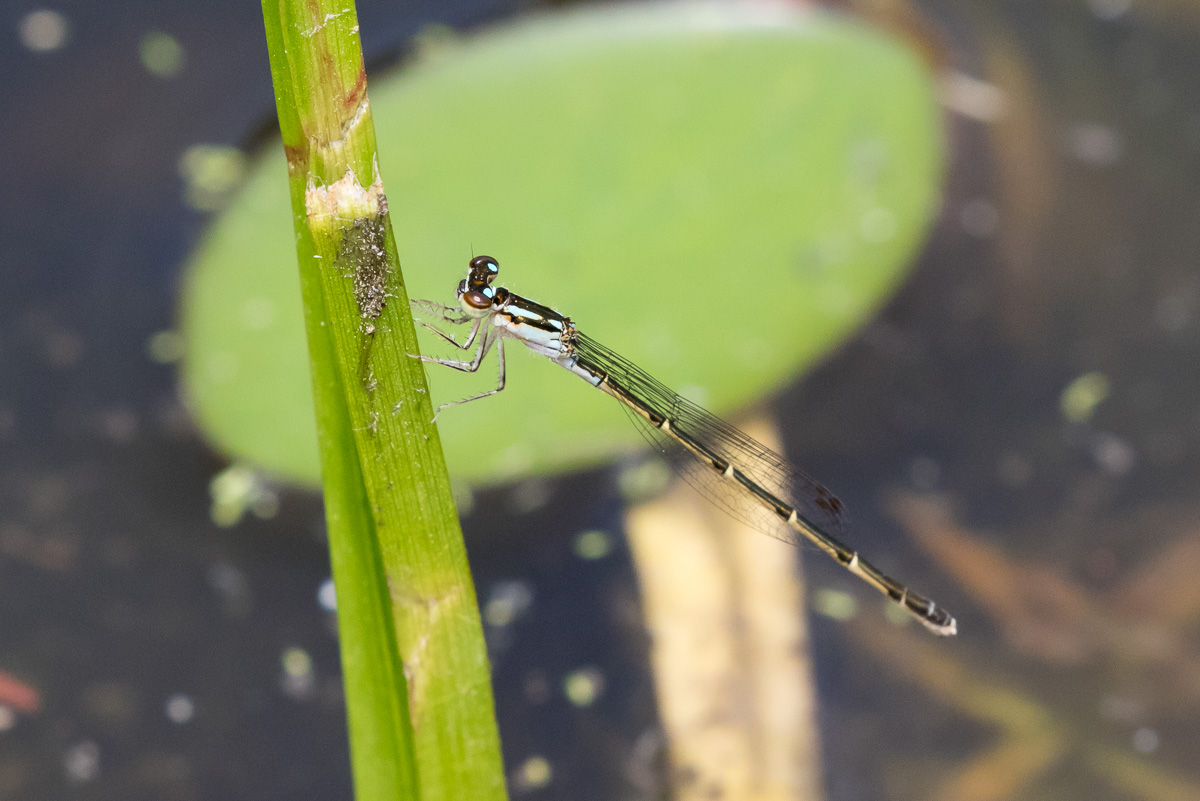 Fragile Forktail (Ischnura posita)