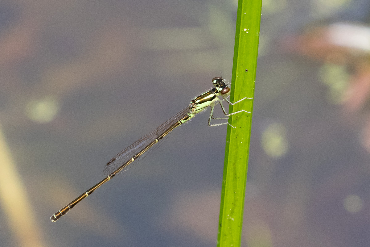 Fragile Forktail (Ischnura posita)