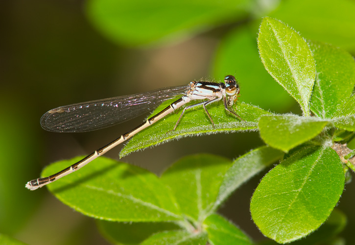 Fragile Forktail (Ischnura posita)