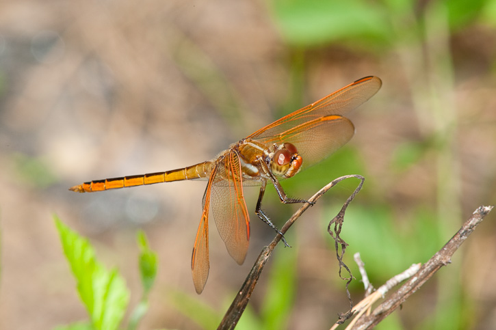 Golden-winged Skimmer (Libellula auripennis)