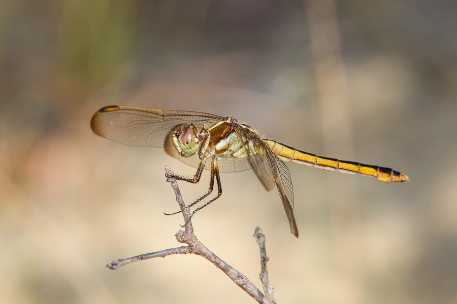 Golden-winged Skimmer (Libellula auripennis)