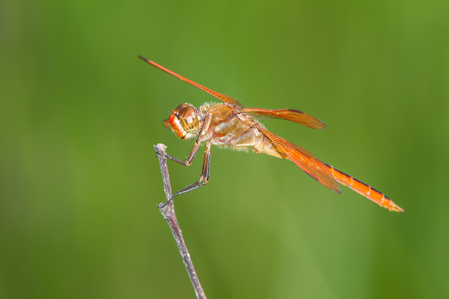 Golden-winged Skimmer (Libellula auripennis)