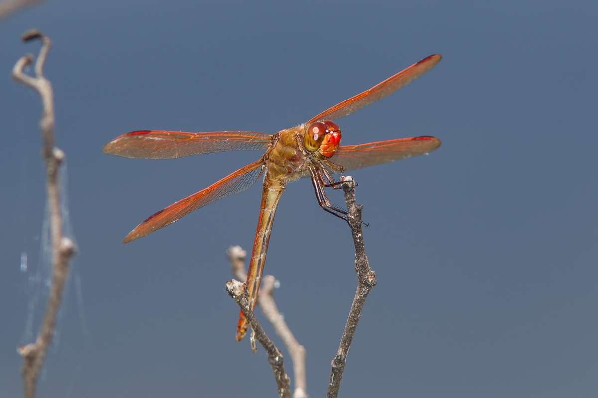 Golden-winged Skimmer (Libellula auripennis)