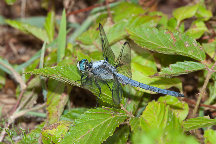 Great Blue Skimmer (Libellula vibrans)