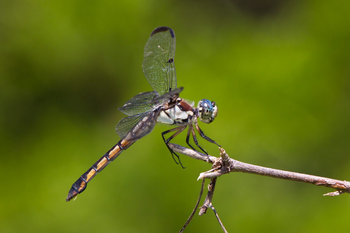 Great Blue Skimmer (Libellula vibrans)