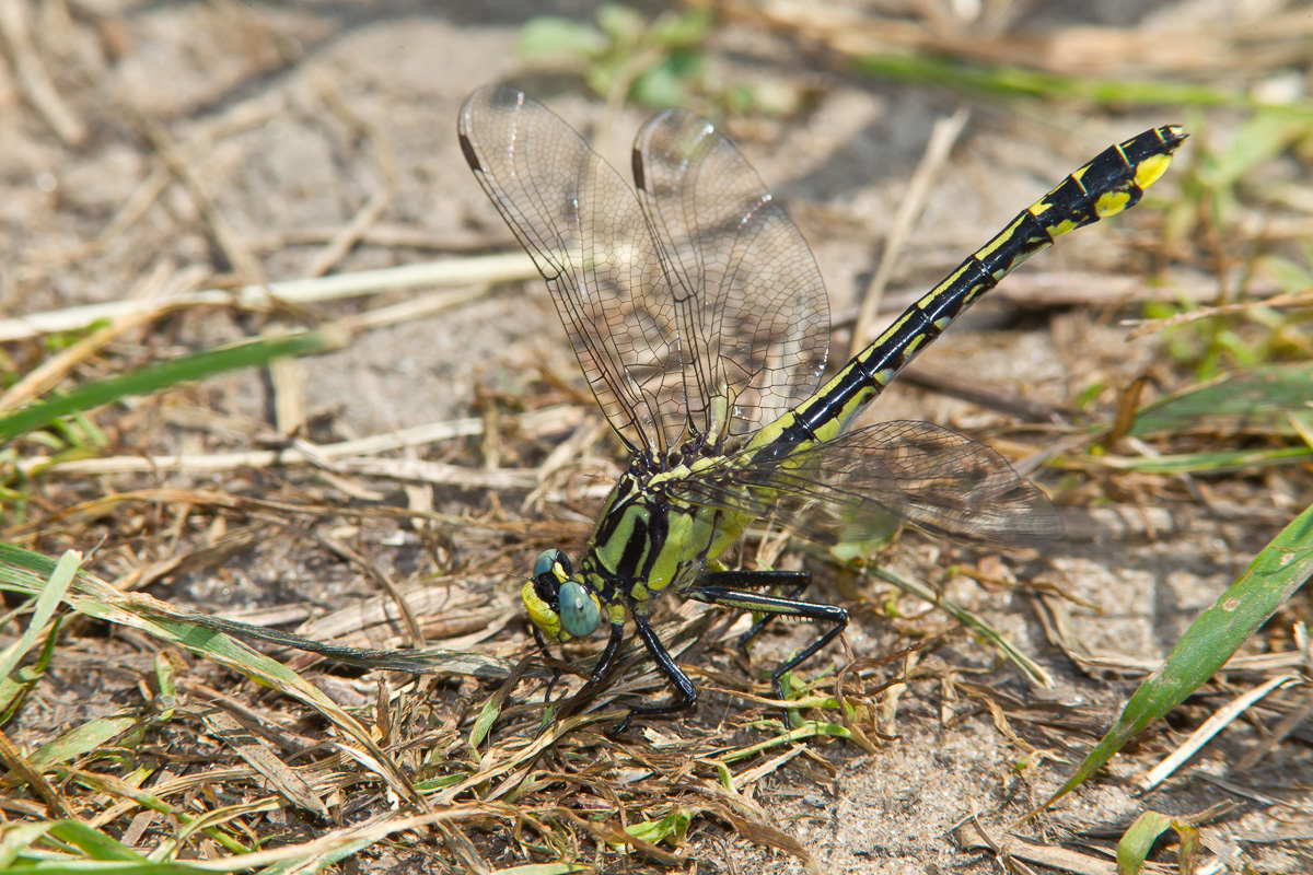 Midland Clubtail (Gomphus fraternus)