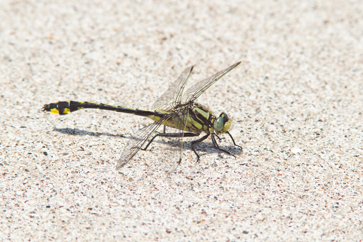 Midland Clubtail (Gomphus fraternus)