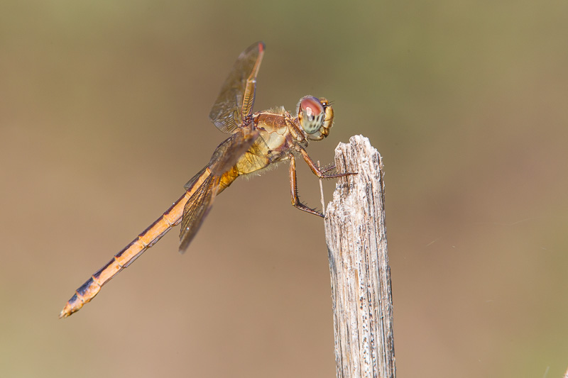 Needham's Skimmer (Libellula needhami)