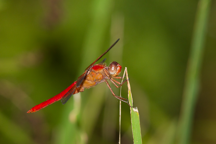 Neon Skimmer (Libellula croceipennis)
