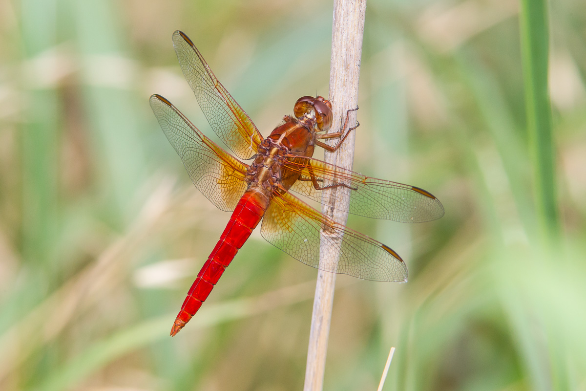 Neon Skimmer (Libellula croceipennis)