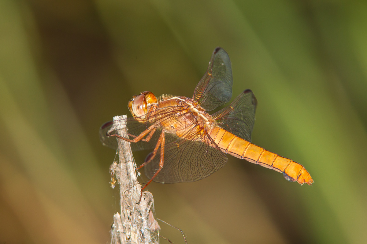 Neon Skimmer (Libellula croceipennis)